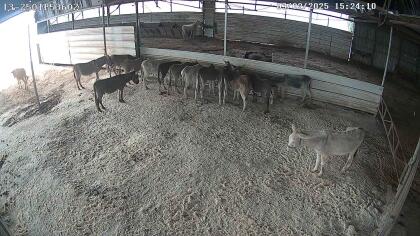 Netanya - Gan Yoshiya - Safe Haven for Donkeys in the Holy Land, Israel ...