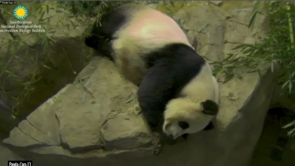 National Zoological Park - Giant Panda, Washington D.C. (USA) - Webcams