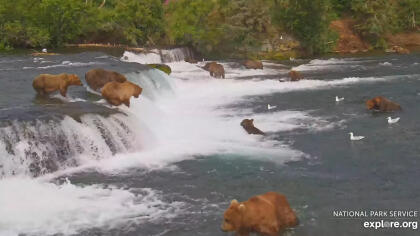 Katmai National Park - Brooks Falls Brown Bears, Alaska (USA) - Webcams