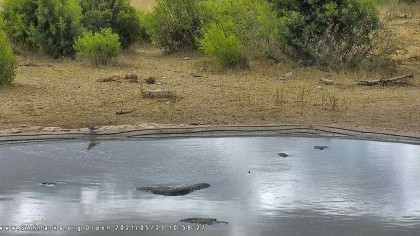 Kruger National Park - Orpen Rest Camp, South Africa - Webcams