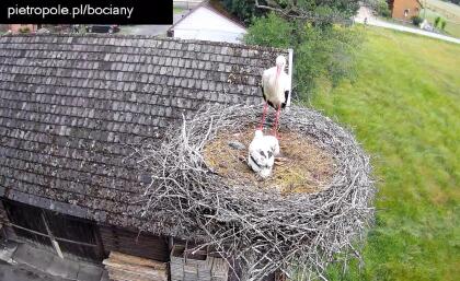 Pietropole - Storks, Bojanów - Webcams