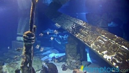 Riverhead - Long Island Aquarium - Shark Tank, New York (USA) - Webcams