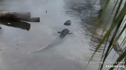 St. Augustine - Alligator Farm Zoological Park, Florida (USA) - Webcams