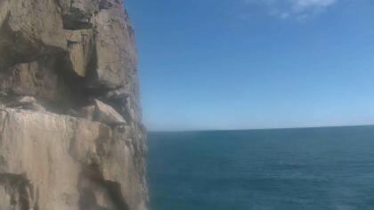 Swanage - Durlston Cliffs - Guillemot colony, United Kingdom - Webcams