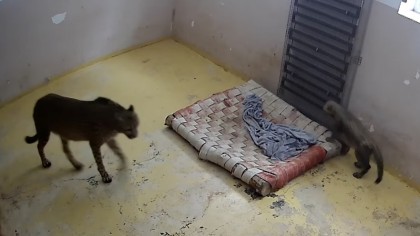 Zoo Danzig - Junge Geparden, Gdańsk - Webcams